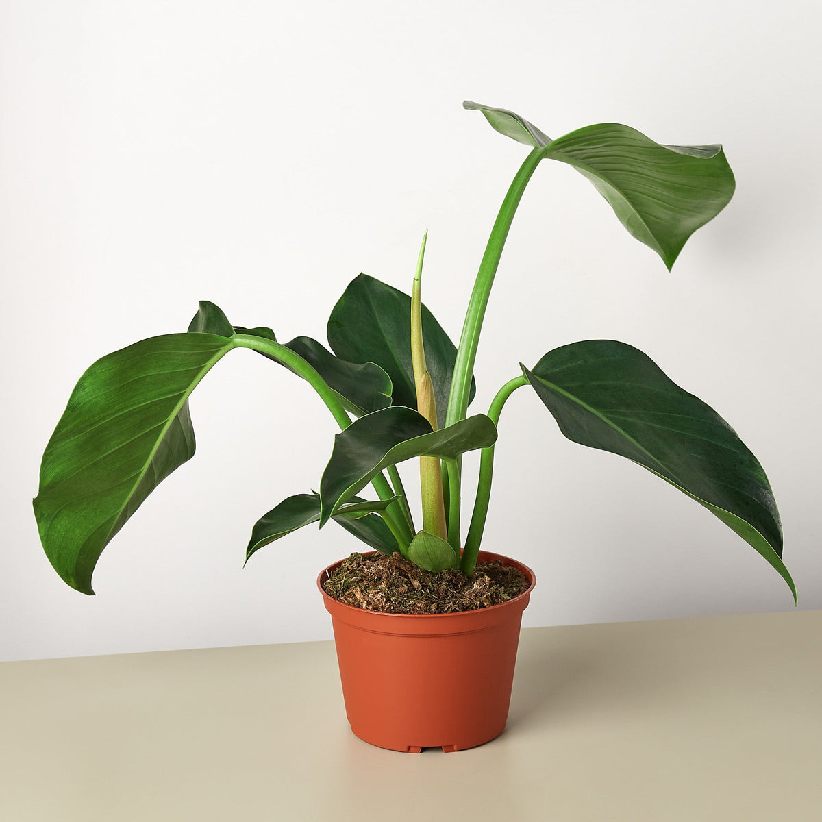 Philodendron Congo Green Awearmarket