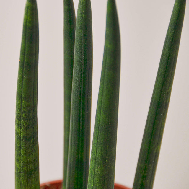 Snake Plant 'Cylindrica' – AwearMarket