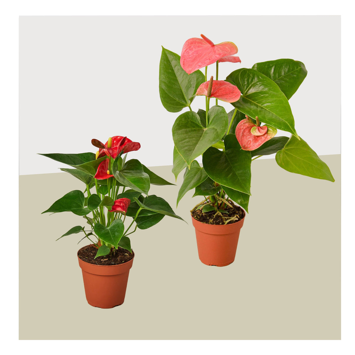 2 Anthurium Variety Pack- All Different Colors - 4" Pots – AwearMarket