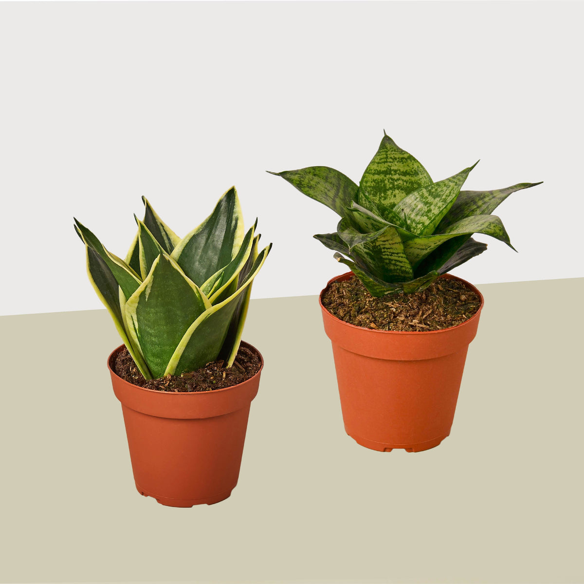 2 Snake Plant Variety (Sansevieria) / 4" Pot / Live Plant – AwearMarket