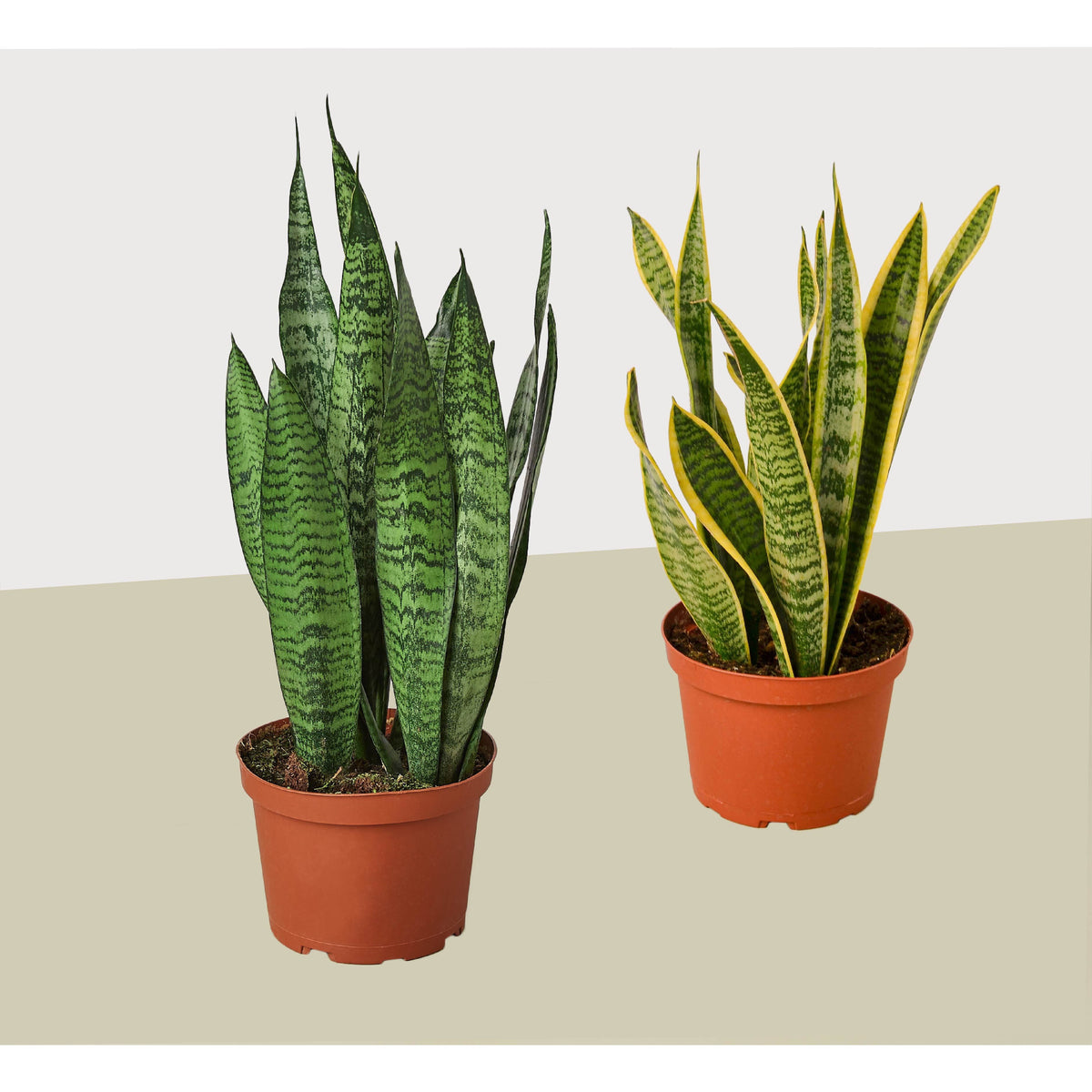 2 Snake (Sansevieria) Plant Variety Pack/ 6" Pot / 12" - 18" Tall ...