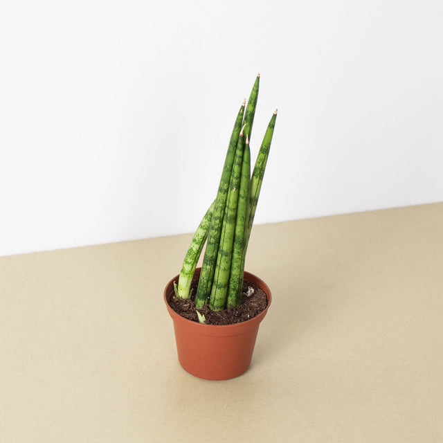 Snake Plant 'Cylindrica' – AwearMarket