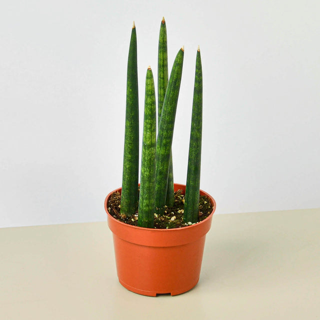 Snake Plant 'Cylindrica' – AwearMarket