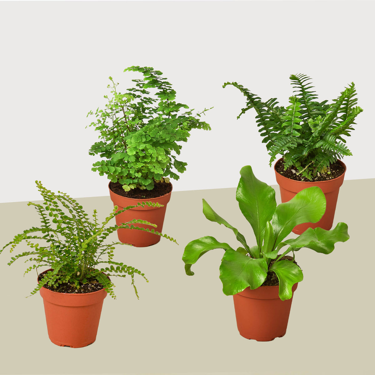 4 Fern Variety Pack - Live Plants - FREE Care Guide - 4" Pot - House P ...
