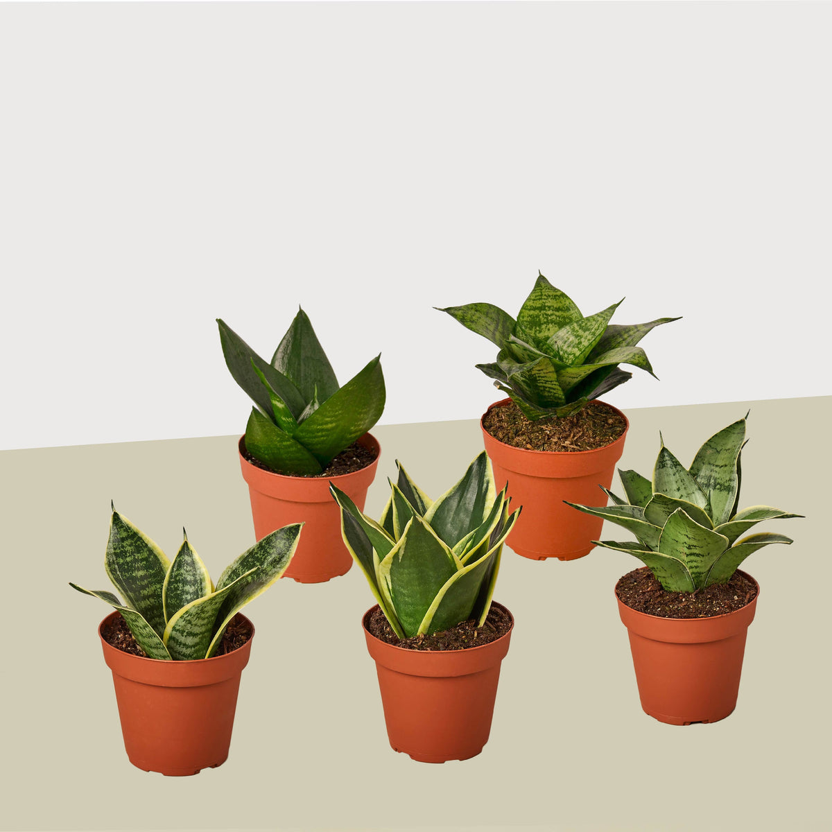 5 Different Snake Plants in 4" Pots - Sansevieria - Live Plant - FREE ...