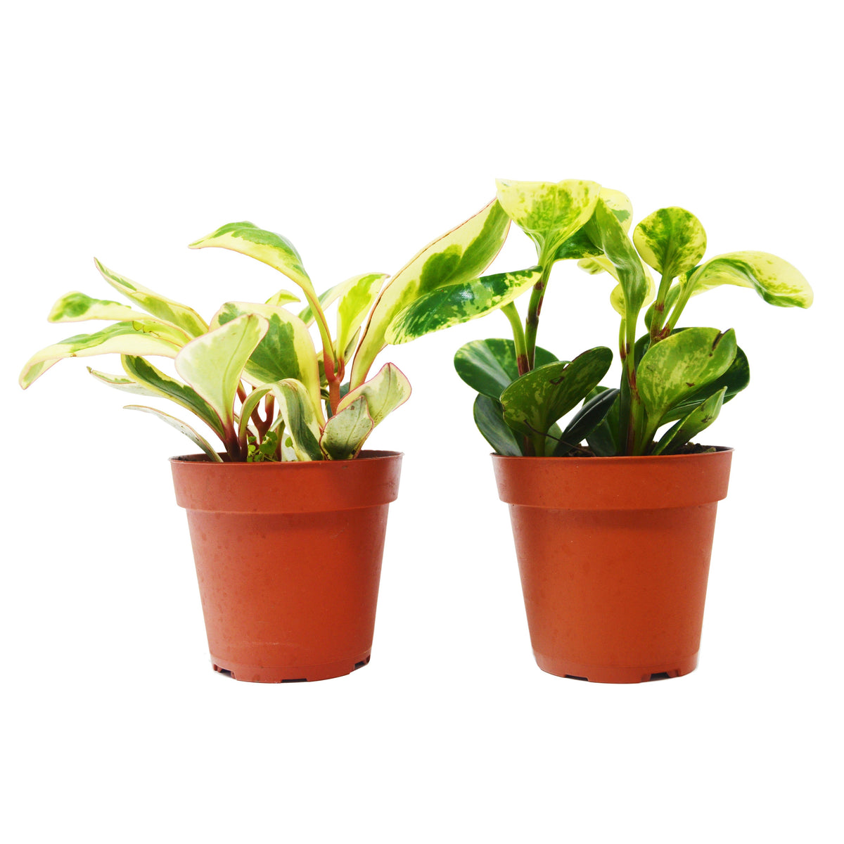 2 Peperomia Plants Variety Pack in 4" Pots - Baby Rubber Plants ...