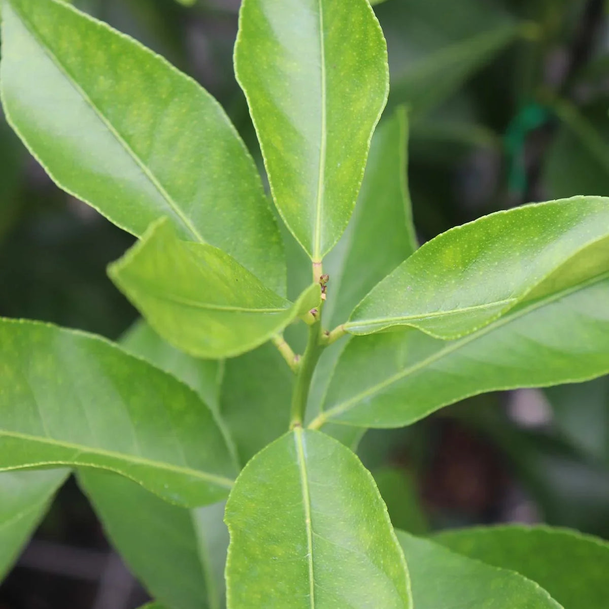 Eureka Lemon Tree – AwearMarket